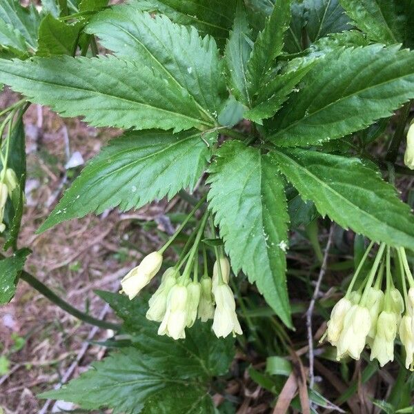 Drooping Bittercress (Cardamine Enneaphyllos) Plant Care & How to Grow ...