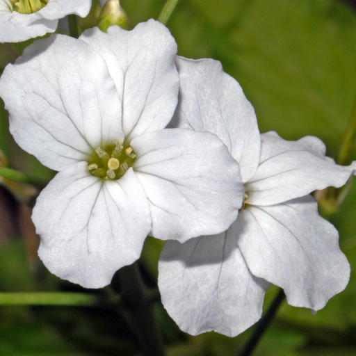 Pinnate Coralroot (Cardamine Heptaphylla) Plant Care & How to Grow, Water