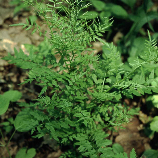 Narrow-Leaved Bittercress (Cardamine Impatiens) Plant Care & How to ...