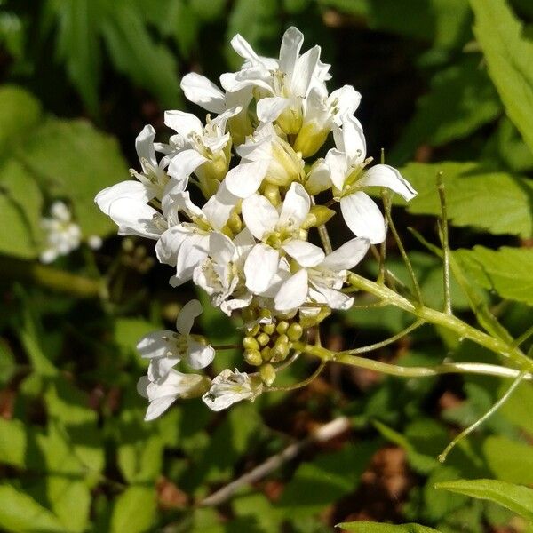 White-Flower Bittercress (Cardamine Leucantha) Plant Care & How to Grow ...