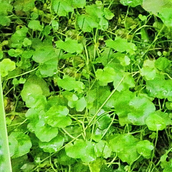 Chinese-Ivy (Cardamine Lyrata) Plant Care & How to Grow, Water