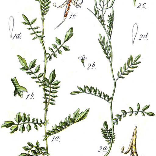 Sand Bittercress (Cardamine Parviflora) Plant Care & How to Grow, Water