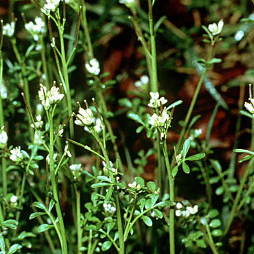 Pennsylvania Bittercress (Cardamine Pensylvanica) Plant Care & How to ...