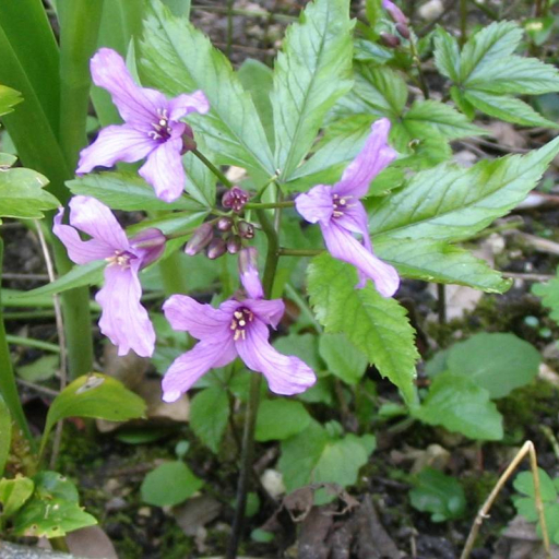 Five-Leaflet Bitter-Cress (Cardamine Pentaphyllos) Plant Care & How to ...