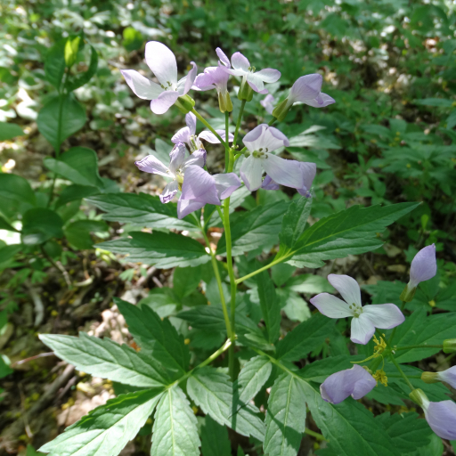 Whorled Coralroot (Cardamine Quinquefolia) Plant Care & How to Grow, Water