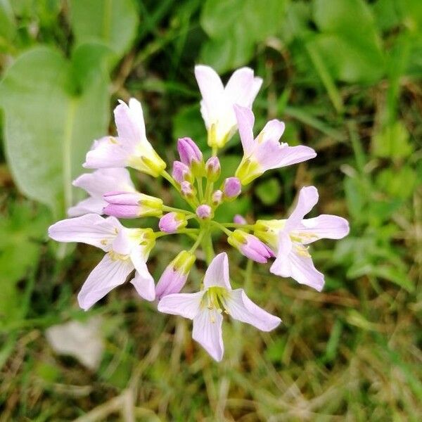 Greater Cuckooflower (Cardamine Raphanifolia) Plant Care & How to Grow ...