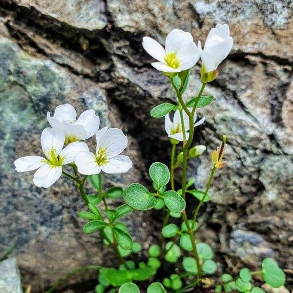 Mignonette-leaved Bitter-cress (Cardamine Resedifolia) Plant Care & How ...