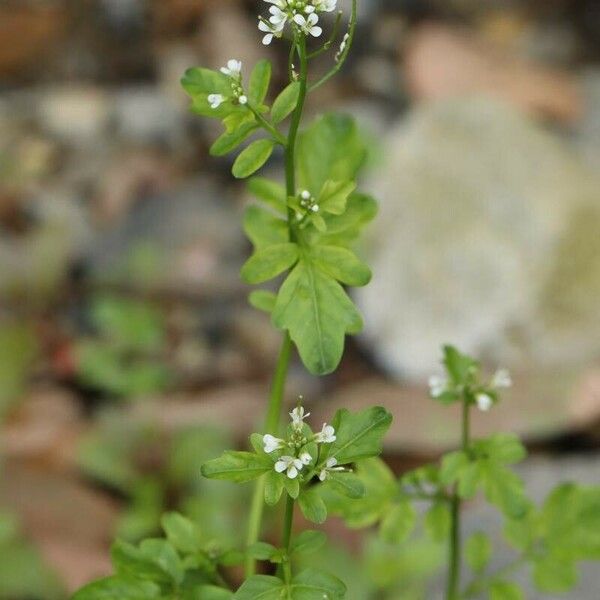 Japanese Bittercress (Cardamine Scutata) Plant Care & How to Grow, Water