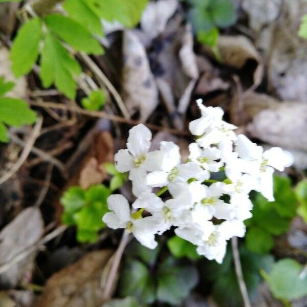 Three-Leaved Bittercress (Cardamine Trifolia) Care Guide: Water, Soil ...