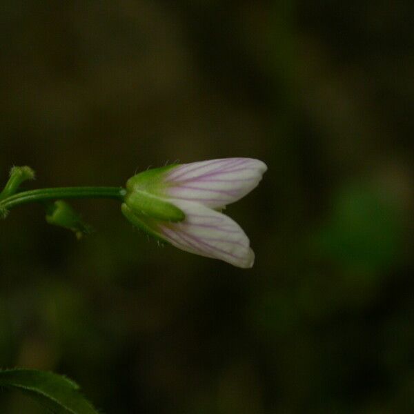 Cardamine Trifoliolata Care Guide: Water, Soil & Propagation - Plantiary