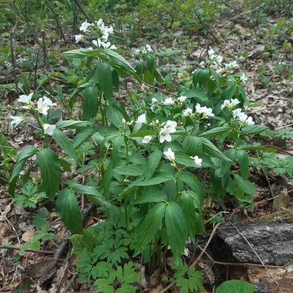 Waldstein's Toothwort (Cardamine Waldsteinii) Plant Care & How to Grow ...