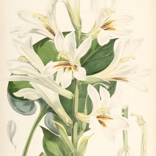 Heart-Leaved Lily (Cardiocrinum Cordatum) Plant Care & How to Grow, Water