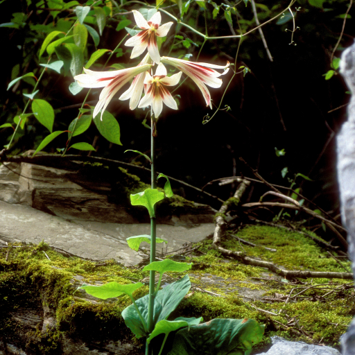 Giant Himalayan Lily (Cardiocrinum Giganteum) Plant Care & How to Grow ...