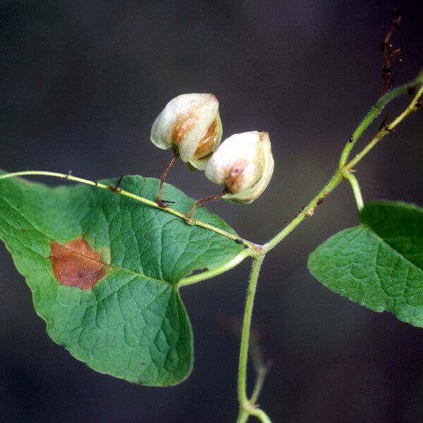 Faux Persil (Cardiospermum Corindum) Plant Care & How to Grow, Water