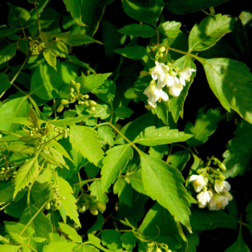 Balloonvine (Cardiospermum Grandiflorum) Plant Care & How to Grow, Water