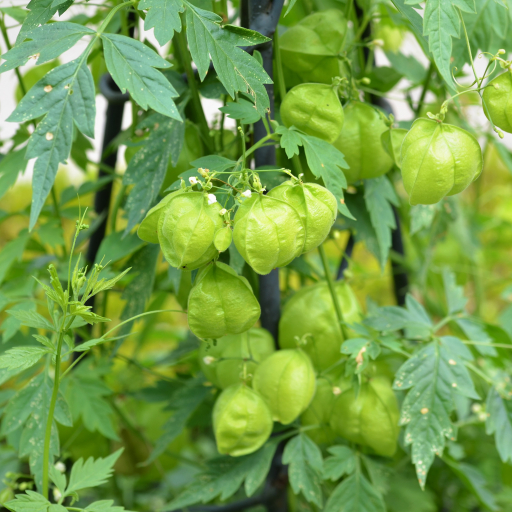 Balloonvine (Cardiospermum Halicacabum) Plant Care & How to Grow, Water
