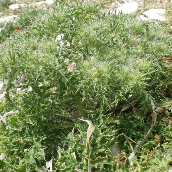 Corymbose Distaff Thistle (Cardopatium Corymbosum) Care Guide: Water ...