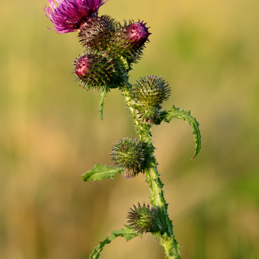 Curly Plumeless Thistle (Carduus Crispus) Plant Care & How to Grow, Water