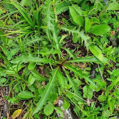 Alpine Thistle (Carduus Defloratus) Plant Care & How to Grow, Water