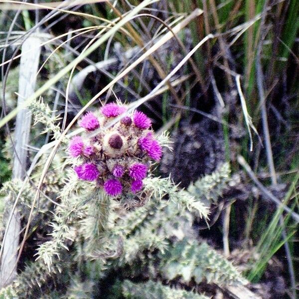 Afroalpine Thistle (Carduus Keniensis) Plant Care & How to Grow, Water