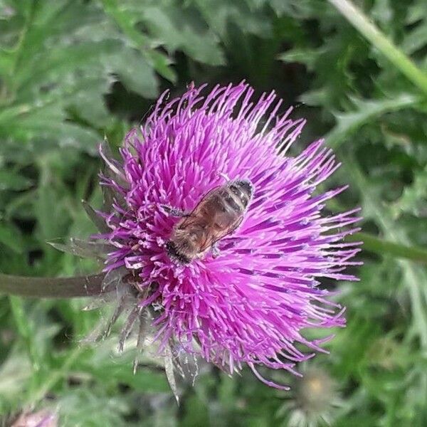 Carduus Kerneri Plant Care & How to Grow, Water