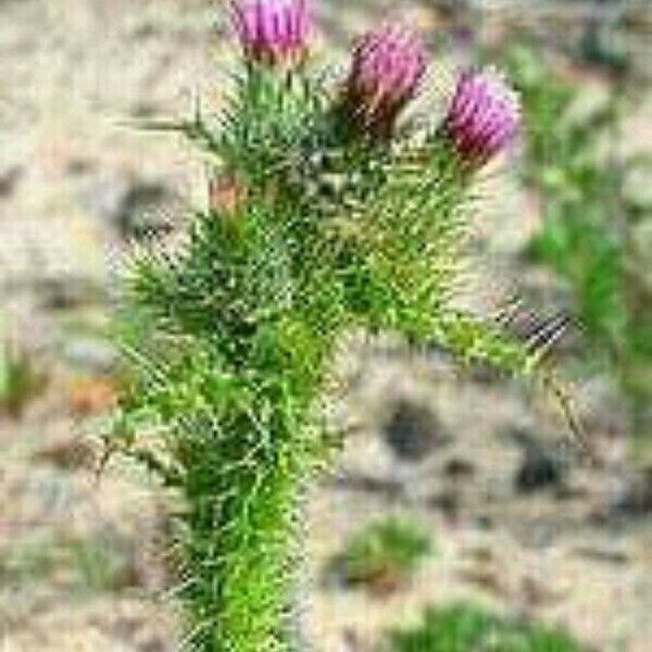 Carduus Meonanthus Plant Care & How to Grow, Water