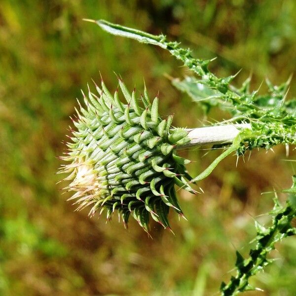 Carduus Nigrescens Plant Care & How to Grow, Water