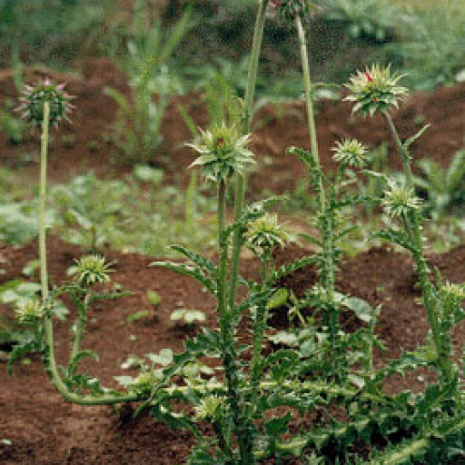 Nodding Thistle (Carduus Nutans) Plant Care & How to Grow, Water
