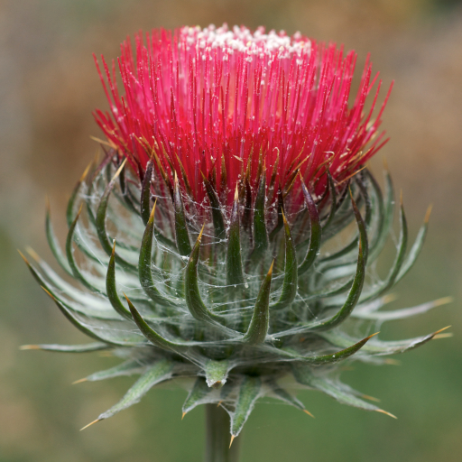 Cobwebby Thistle (Carduus Occidentalis) Care Guide: Water, Soil ...
