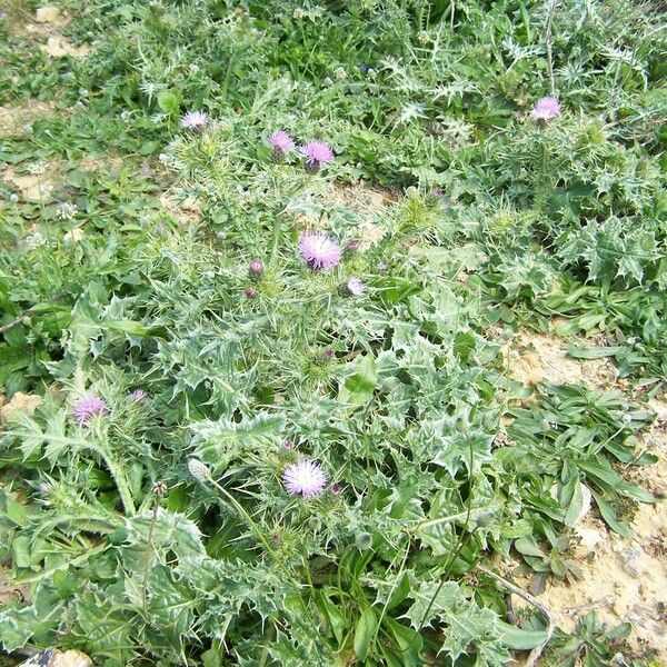 Carduus Spachianus Plant Care & How to Grow, Water