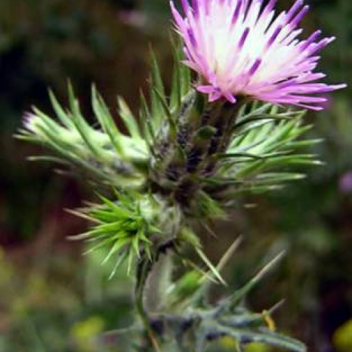 Slender Thistle (Carduus Tenuiflorus) Plant Care & How to Grow, Water