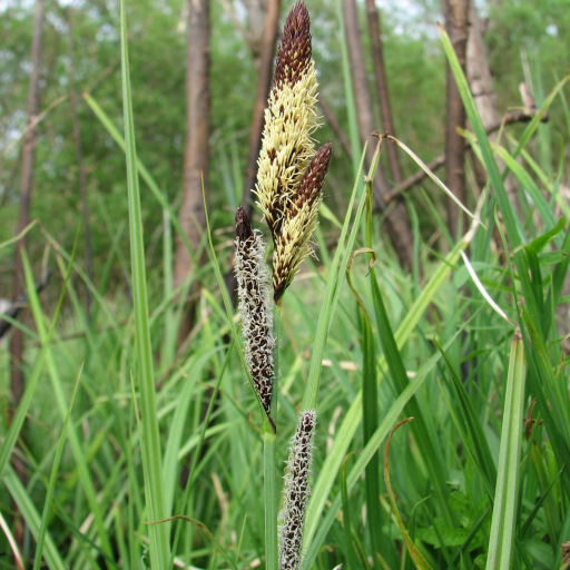 Lesser Pond Sedge (Carex Acutiformis) Plant Care & How to Grow, Water