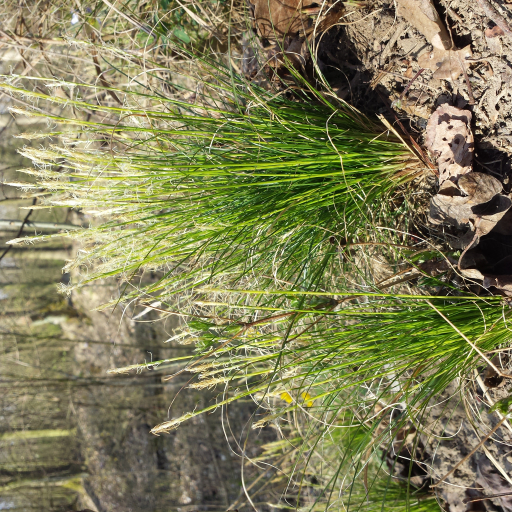 White Sedge (Carex Alba) Plant Care & How to Grow, Water