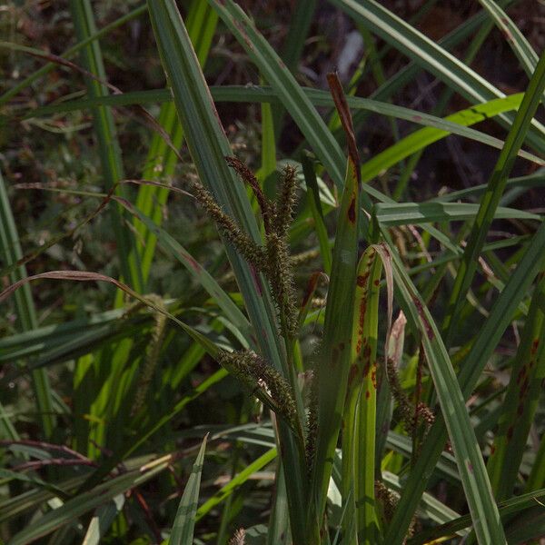 Big-Leaf Sedge (Carex Amplifolia) Plant Care & How to Grow, Water