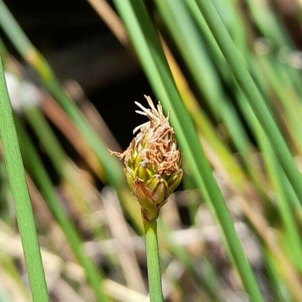 Carex Aphylla Care Guide: Water, Soil & Propagation - Plantiary