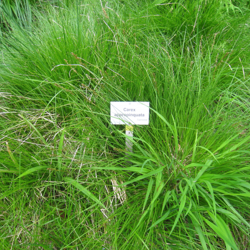Fibrous Tussock Sedge (Carex Appropinquata) Plant Care & How to Grow, Water