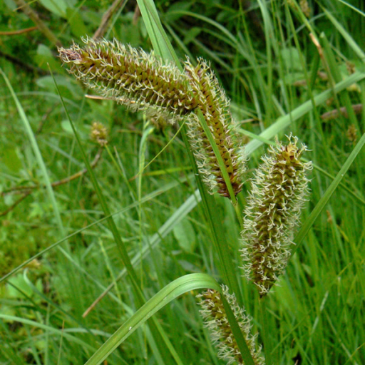 Water Sedge (Carex Aquatilis) Plant Care & How to Grow, Water