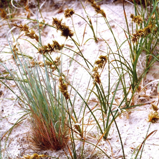 German-Sarsaparilla (Carex Arenaria) Plant Care & How to Grow, Water