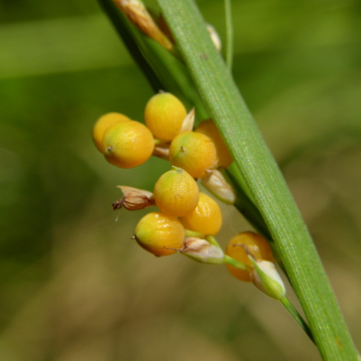 Golden Sedge (Carex Aurea) Plant Care & How to Grow, Water