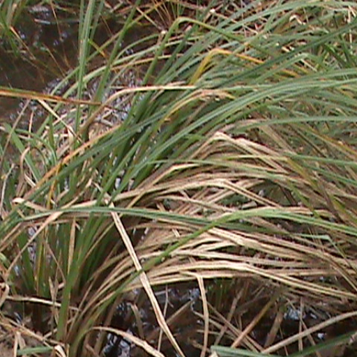 Santa Barbara Sedge (Carex Barbarae) Plant Care & How to Grow, Water