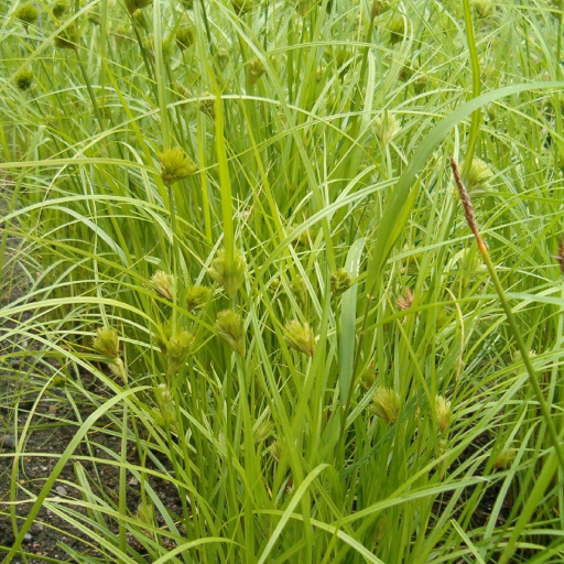 Bohemian Sedge (Carex Bohemica) Plant Care & How to Grow, Water