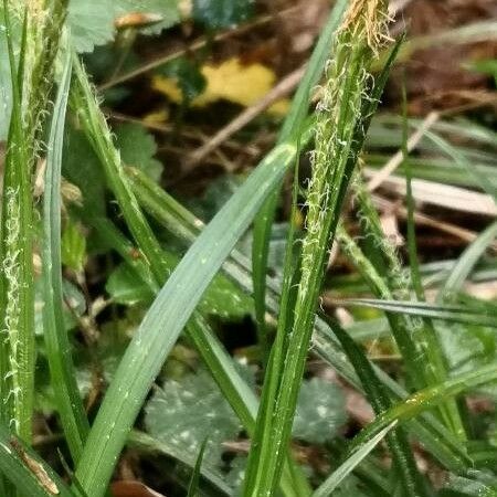 Short-Spiked Sedge (Carex Brachystachys) Plant Care & How to Grow, Water