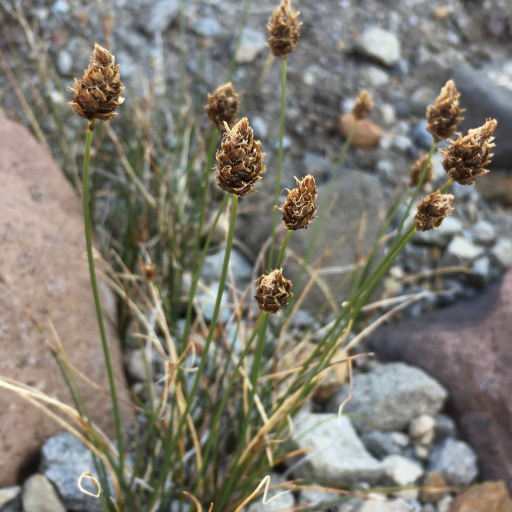 Brewer's Sedge (Carex Breweri) Plant Care & How to Grow, Water