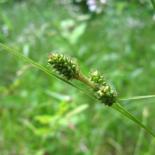 Bush's Sedge (Carex Bushii) Plant Care & How to Grow, Water