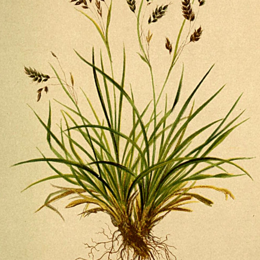 Hair Sedge (Carex Capillaris) Plant Care & How to Grow, Water