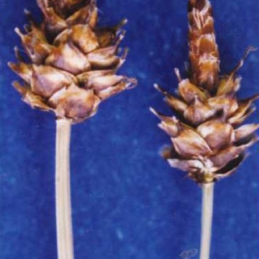 Capitate Sedge (Carex Capitata) Plant Care & How to Grow, Water