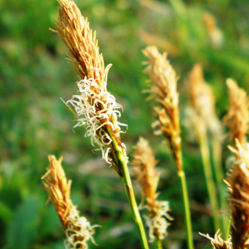 Vernal Sedge (Carex Caryophyllea) Plant Care & How to Grow, Water
