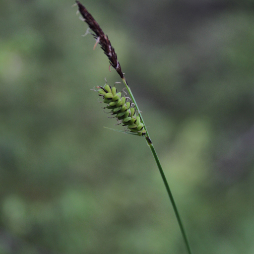 Smooth Black Sedge (Carex Cespitosa) Plant Care & How to Grow, Water