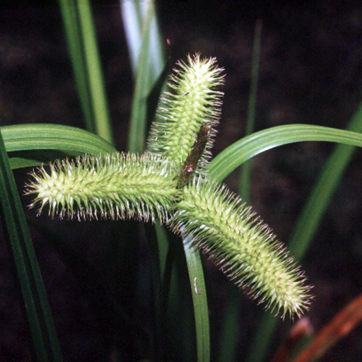 Bearded Sedge (Carex Comosa) Plant Care & How to Grow, Water