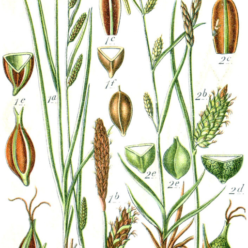 Dwarf Sedge (Carex Conica) Plant Care & How to Grow, Water